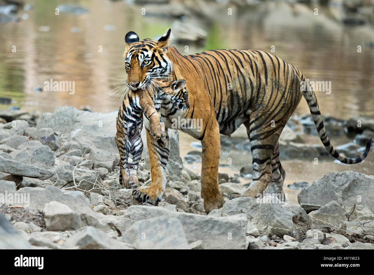Bengal Tiger (Panthera tigris tigris) female 'Noor T39' carrying cub ...