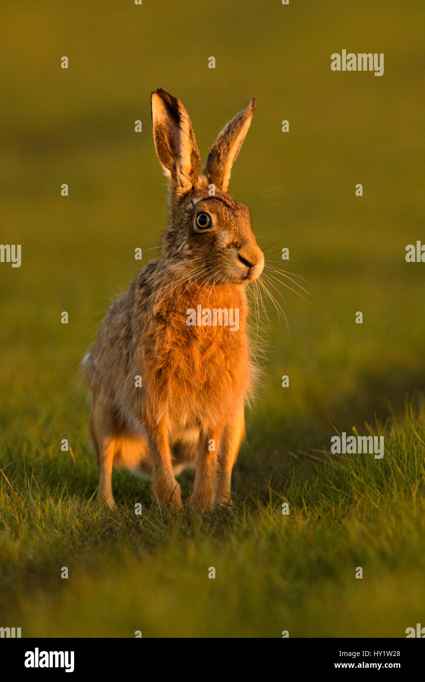 European Hare (Lepus europaeus) male running during courtship chase, UK ...