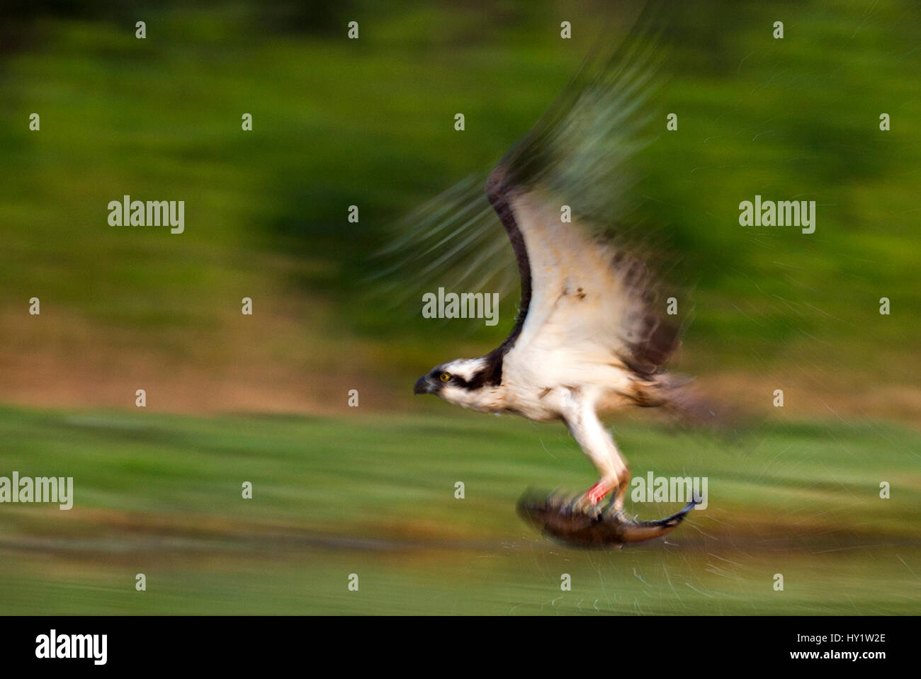 Osprey (Pandion Haliaetus) with trout prey, blurred motion photograph ...