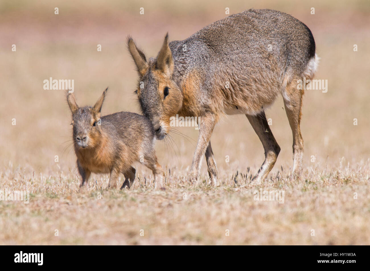 Patagonian Cavy Babies Tri Colored