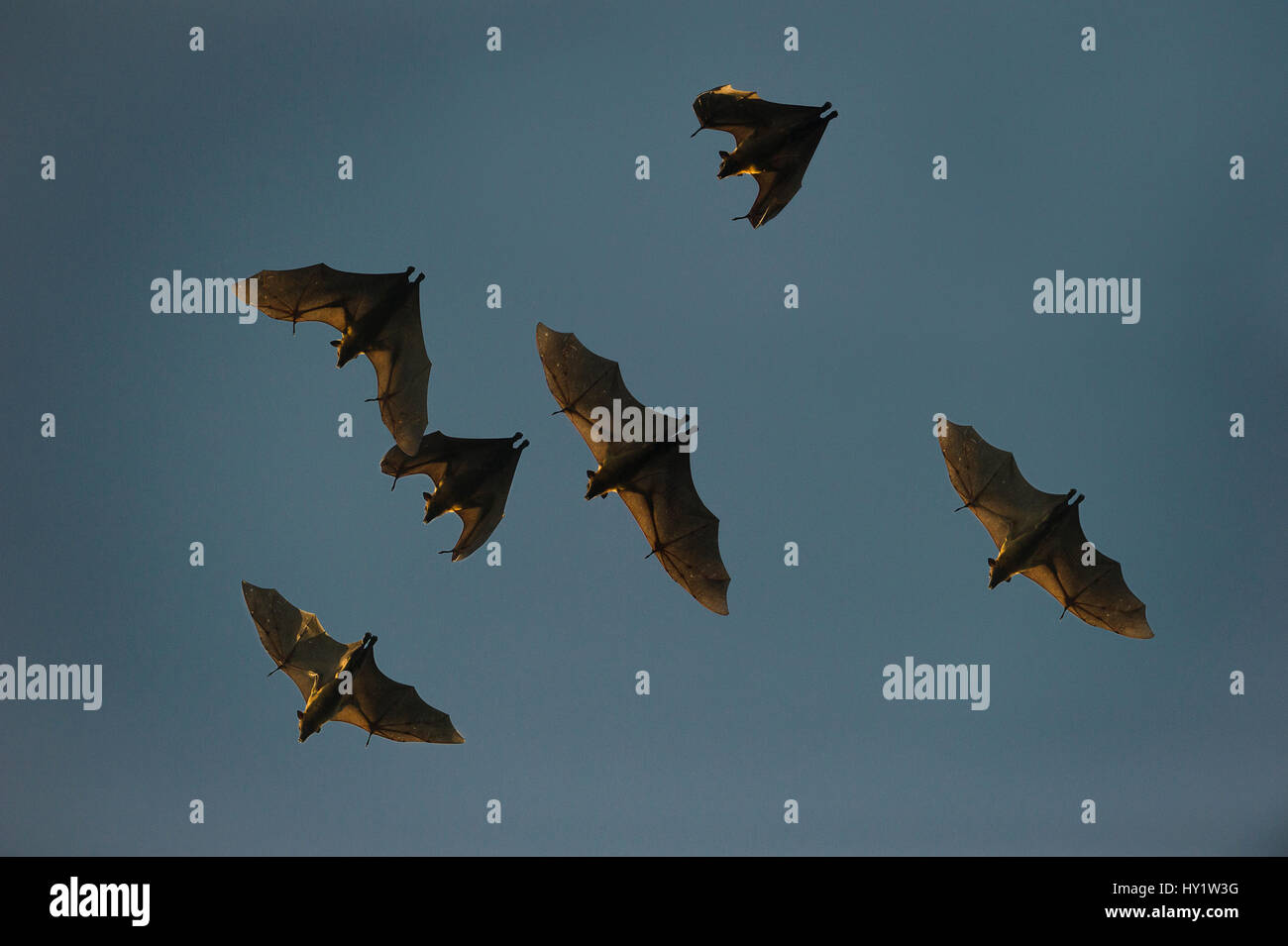 Straw coloured fruit bats hi-res stock photography and images - Alamy