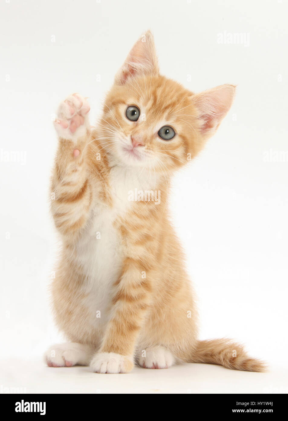 Ginger kitten, Tom, 8 weeks, reaching up with a paw Stock Photo - Alamy