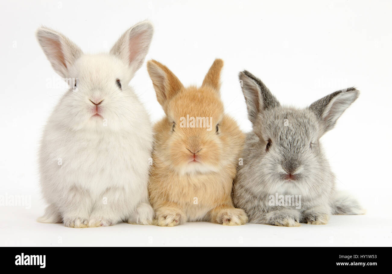 Three baby lop rabbits Stock Photo - Alamy
