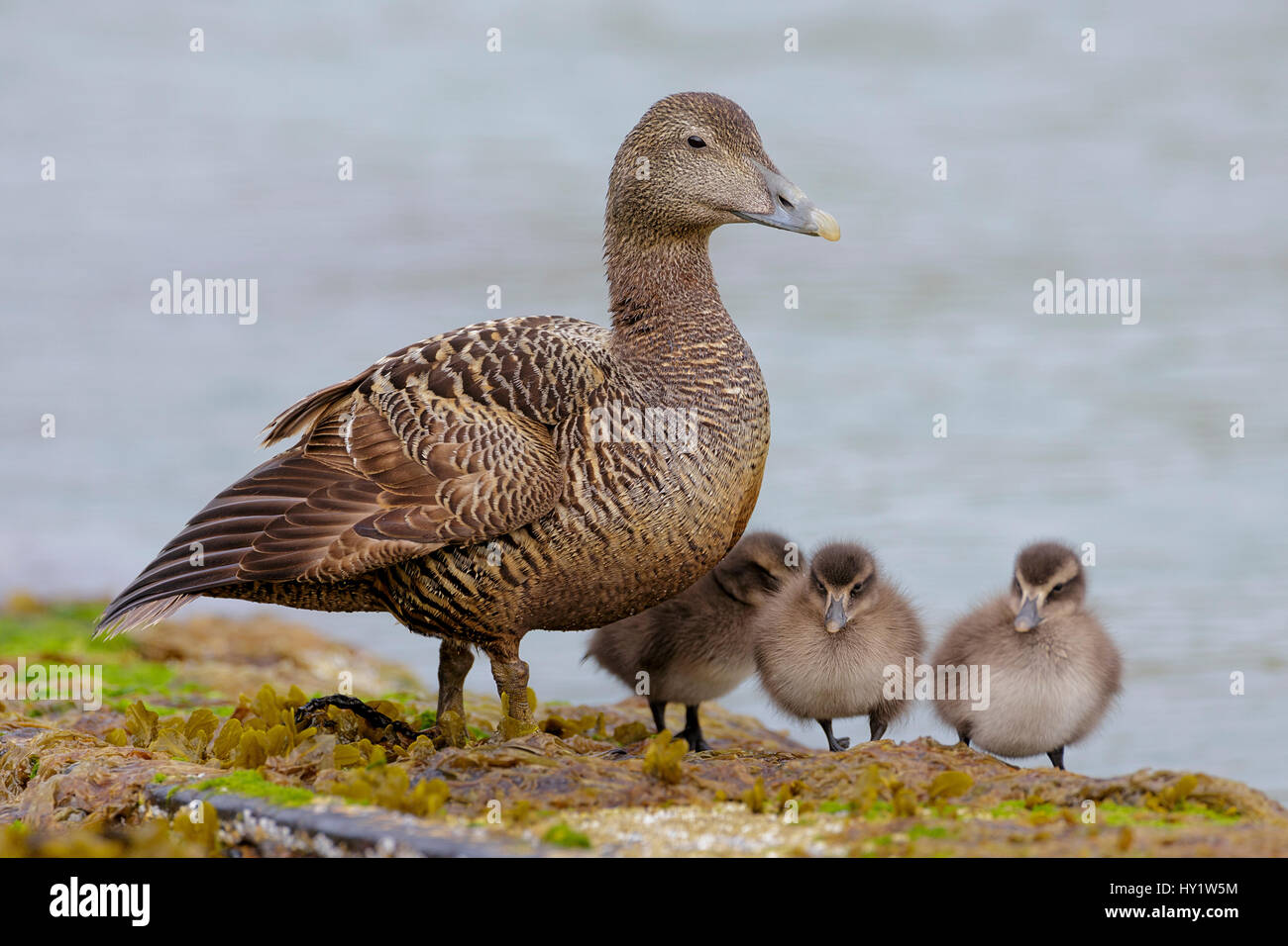Eider Duck Juvenile