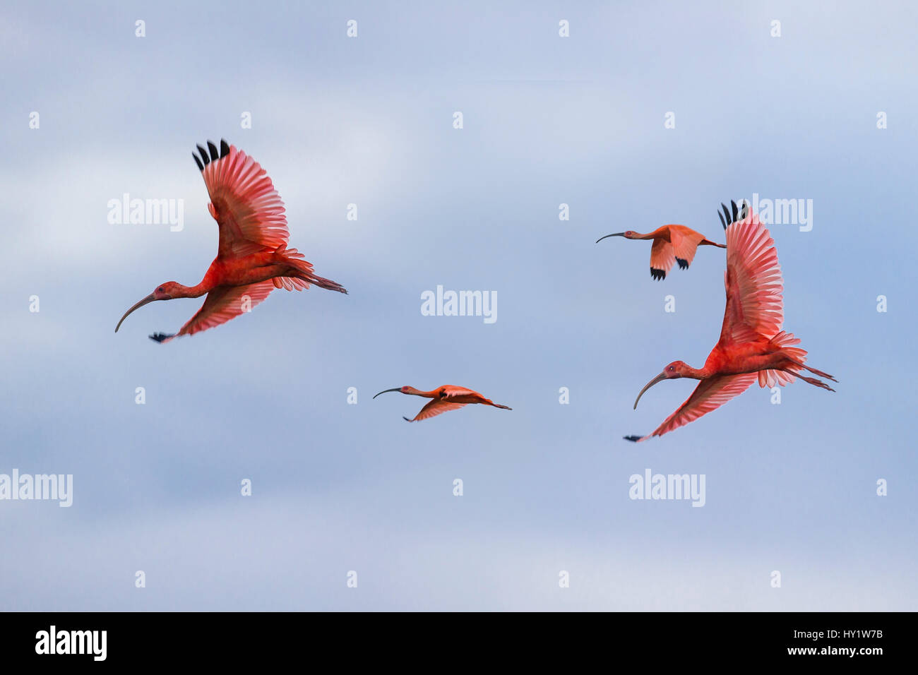 Scarlet Ibis (Eudocimus ruber) flying into roost sight at dusk, Hato La ...