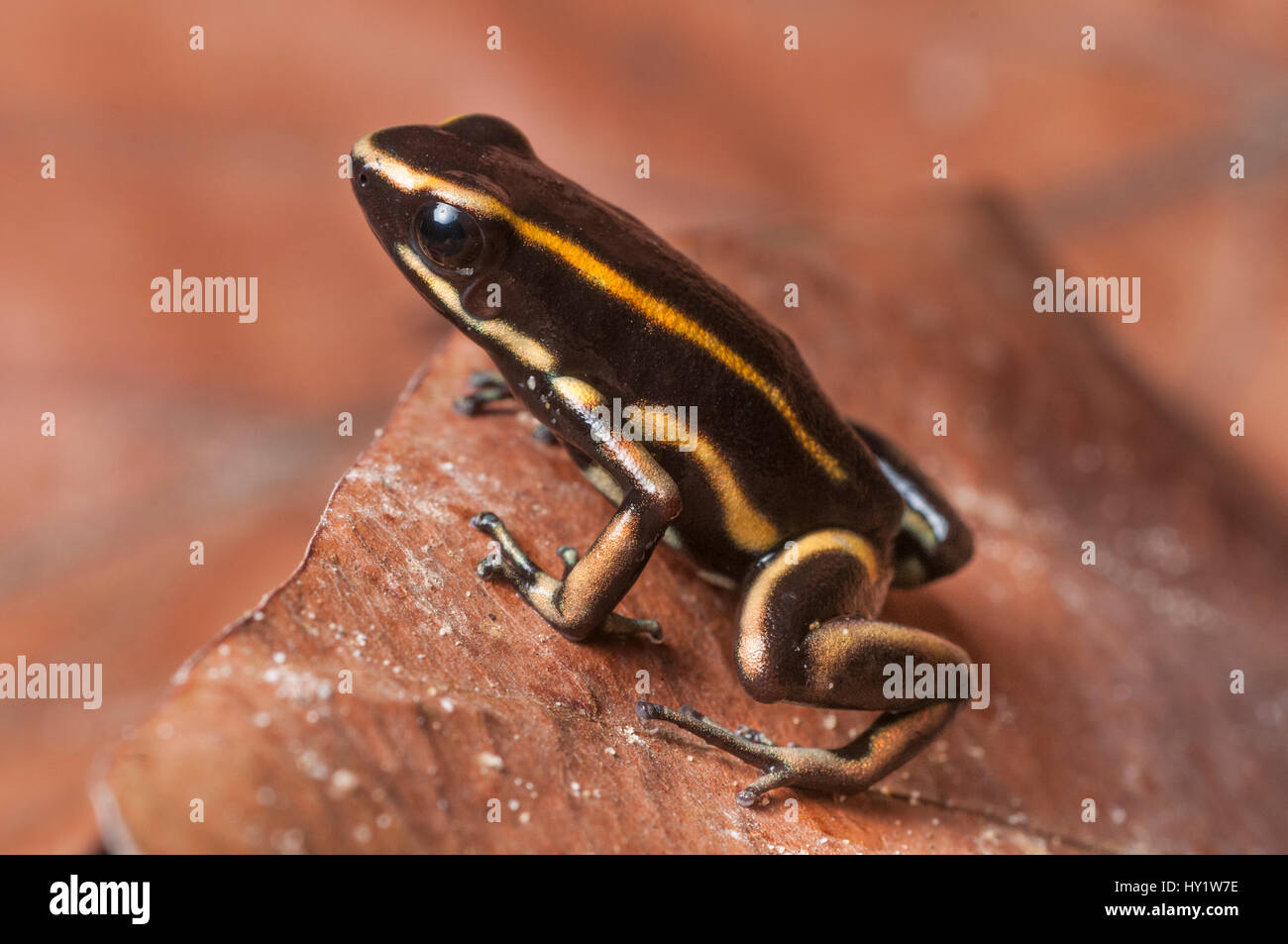Dendrobates truncatus hi-res stock photography and images - Alamy