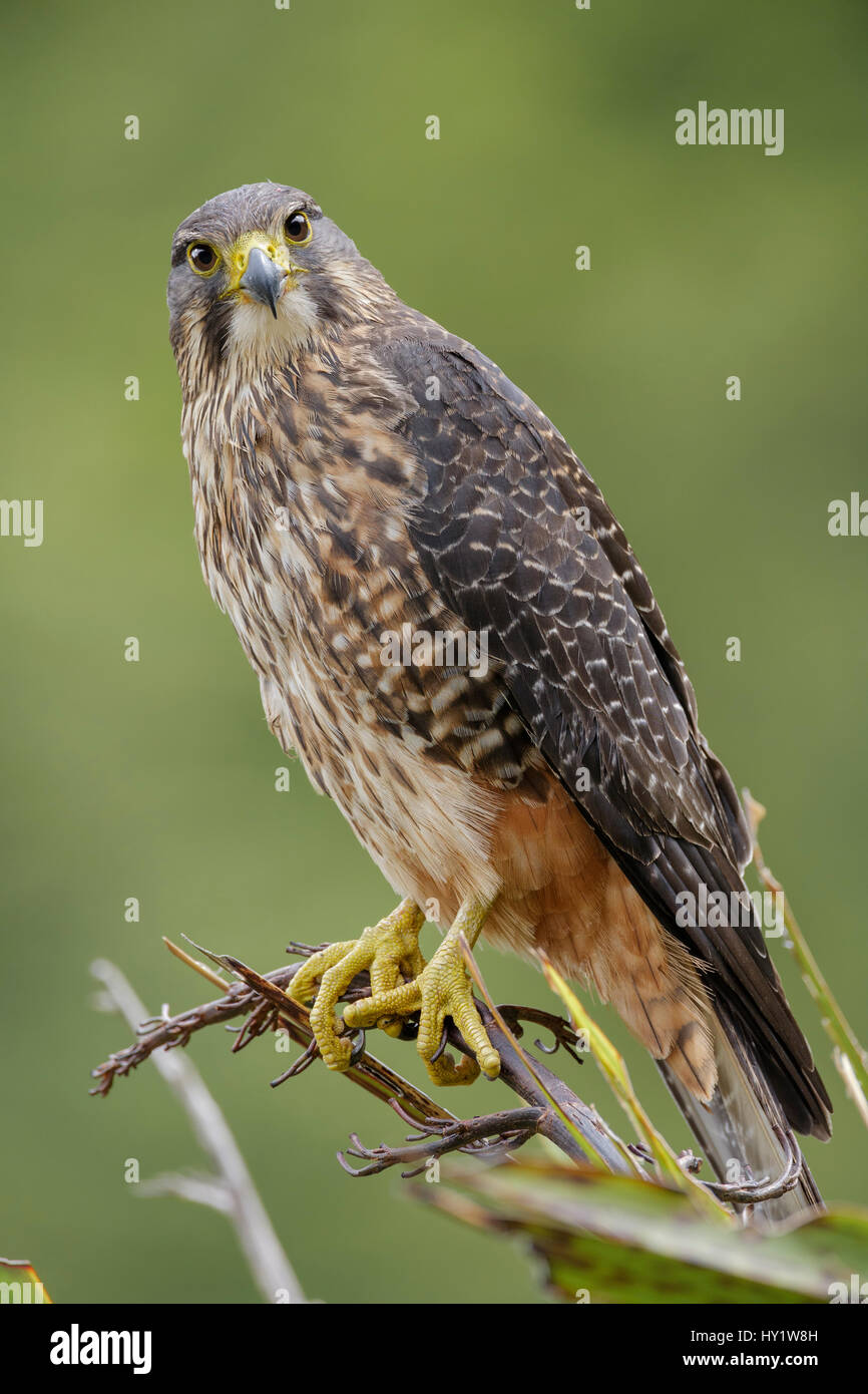 Falco novae hi-res stock photography and images - Alamy
