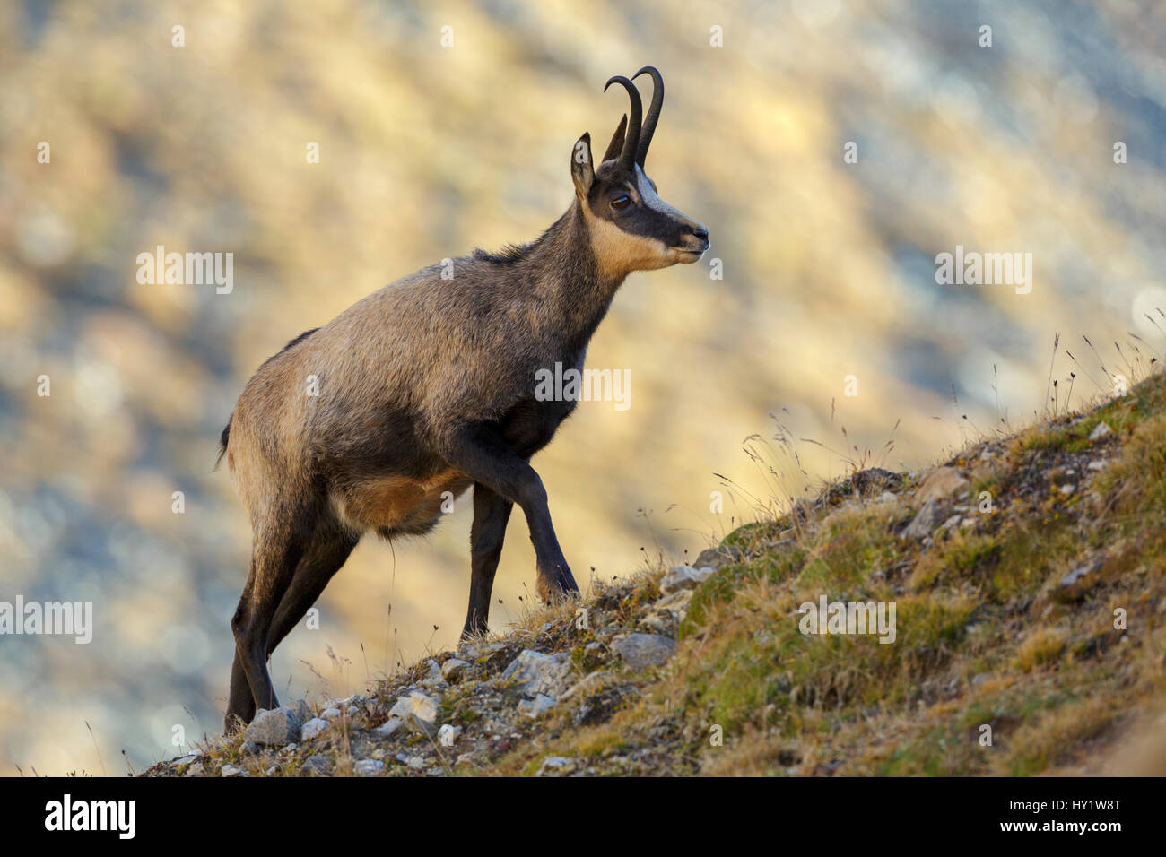 Male / Buck Chamois (Rupicapra rupicapra) walking up ridge with sunlit ...