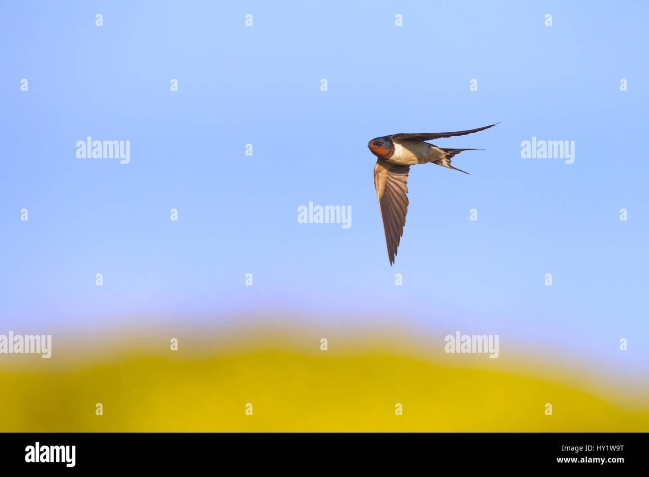 Swallow (Hirundo rustica) in flight catching insects, Norfolk, UK, July ...