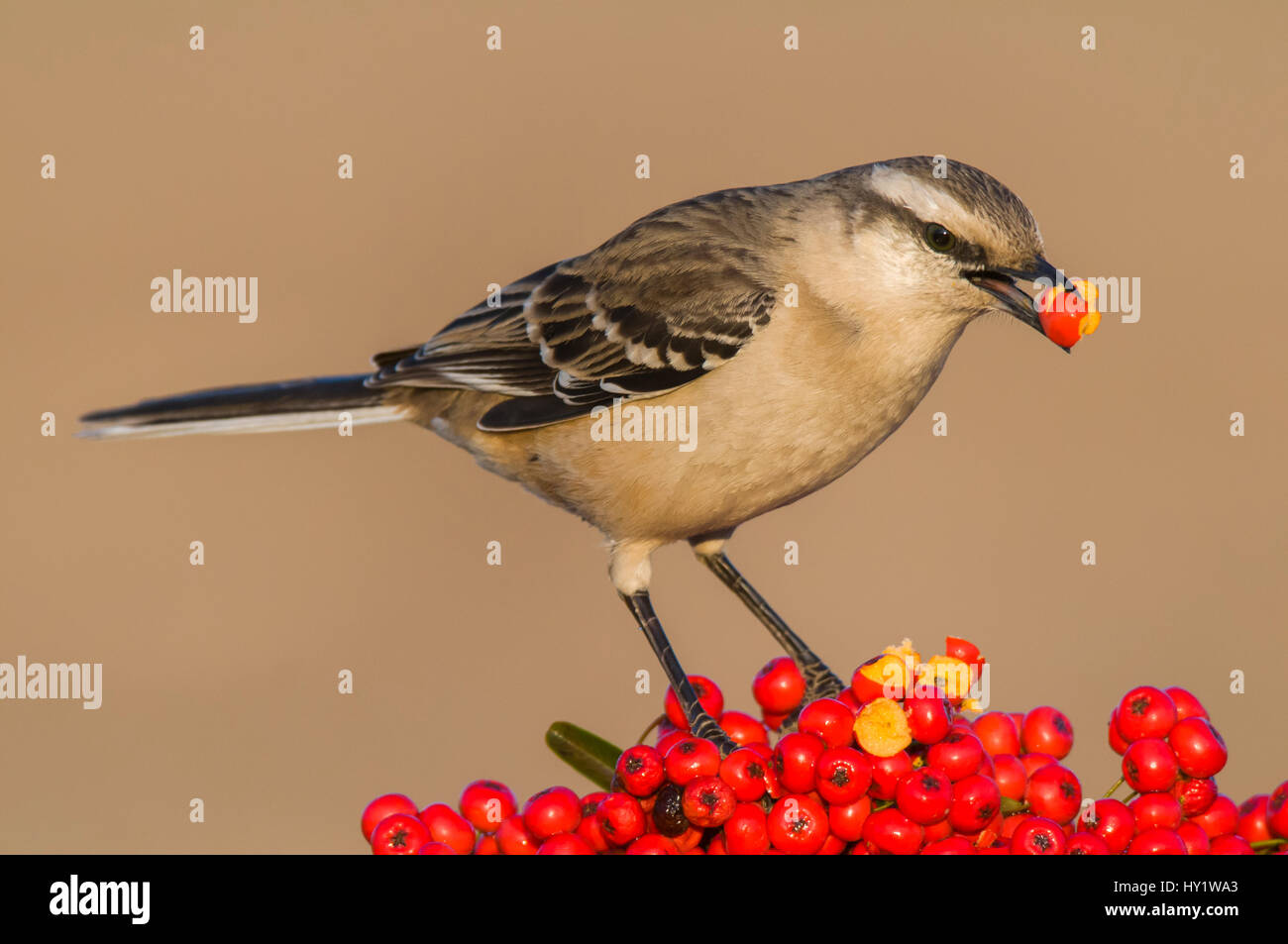Chalk-browed mockingbird (Mimus saturninus) feeding on berries, Calden ...