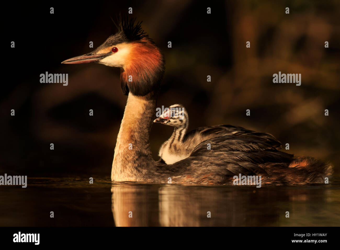 Great crested grebe (Podiceps cristatus cristatus) with young chicks on ...