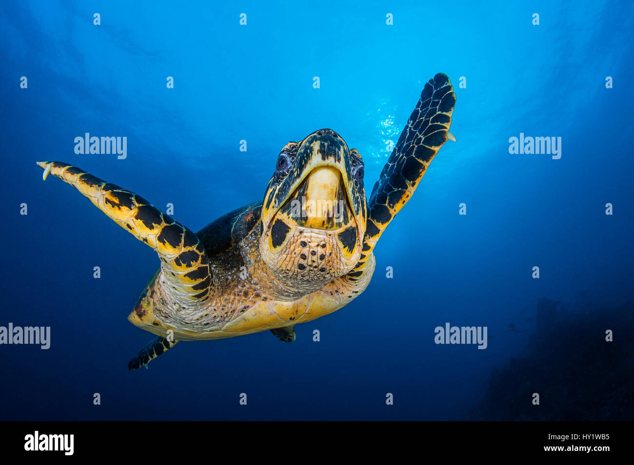 Hawksbill sea turtle hi-res stock photography and images - Alamy