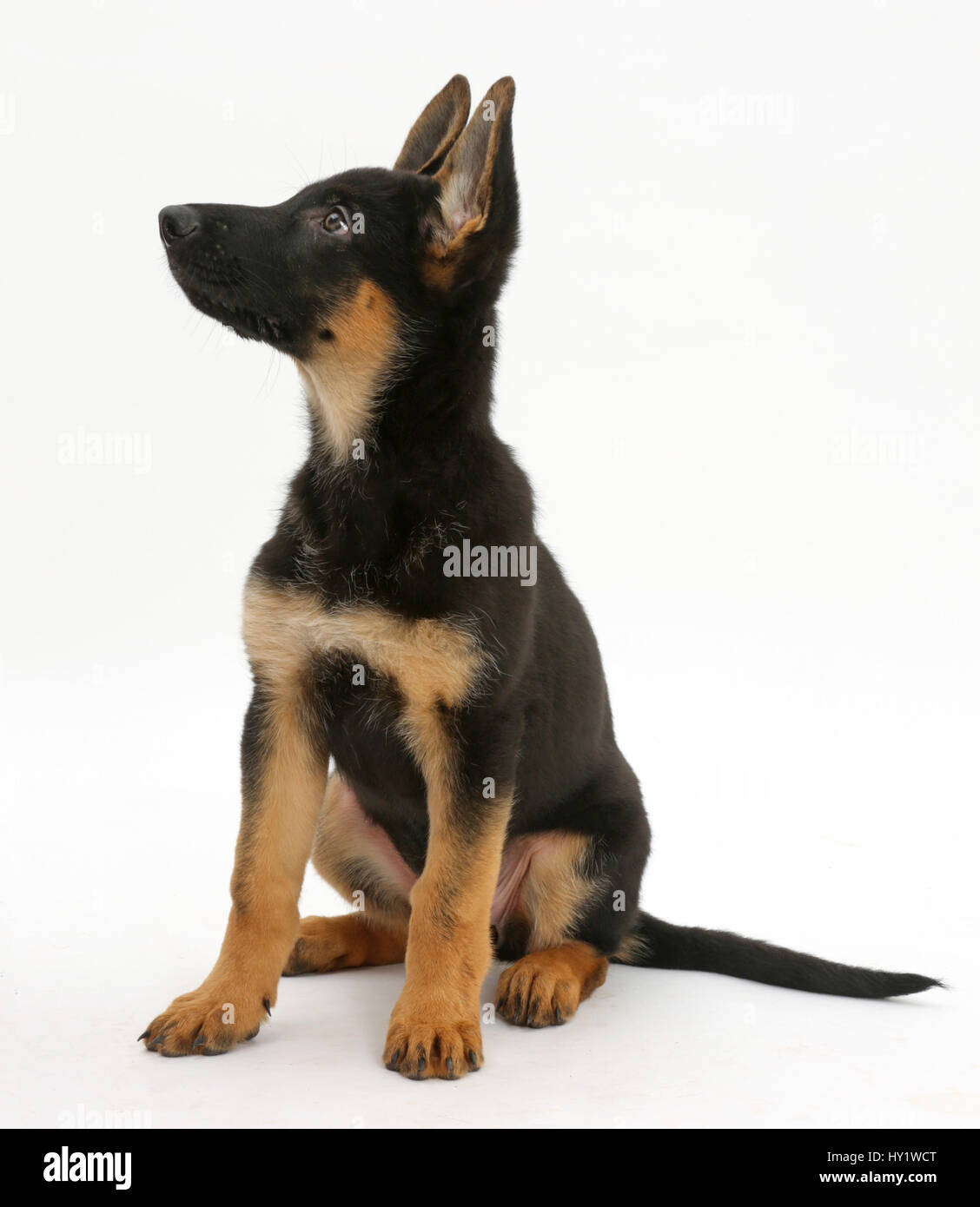 German Shepherd Dog puppy, age 8 weeks, looking up Stock Photo - Alamy