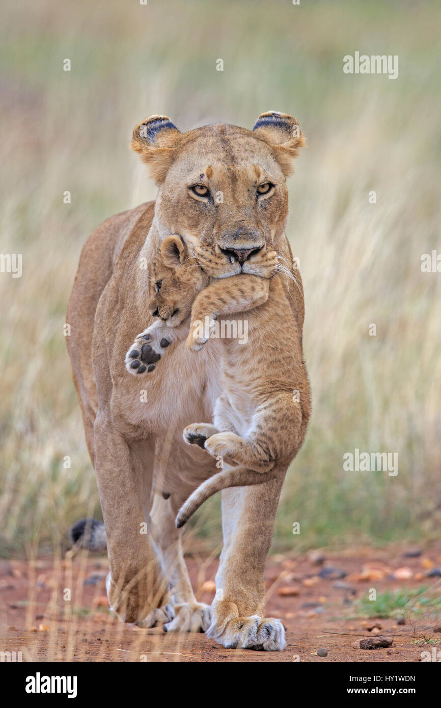 Andy rouse lion cub hi-res stock photography and images - Alamy