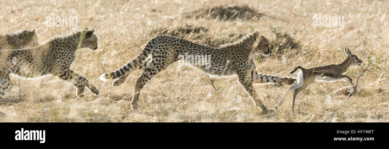 Cheetah (Acinonyx jubatus) cub aged 8 months learning to hunt a baby ...