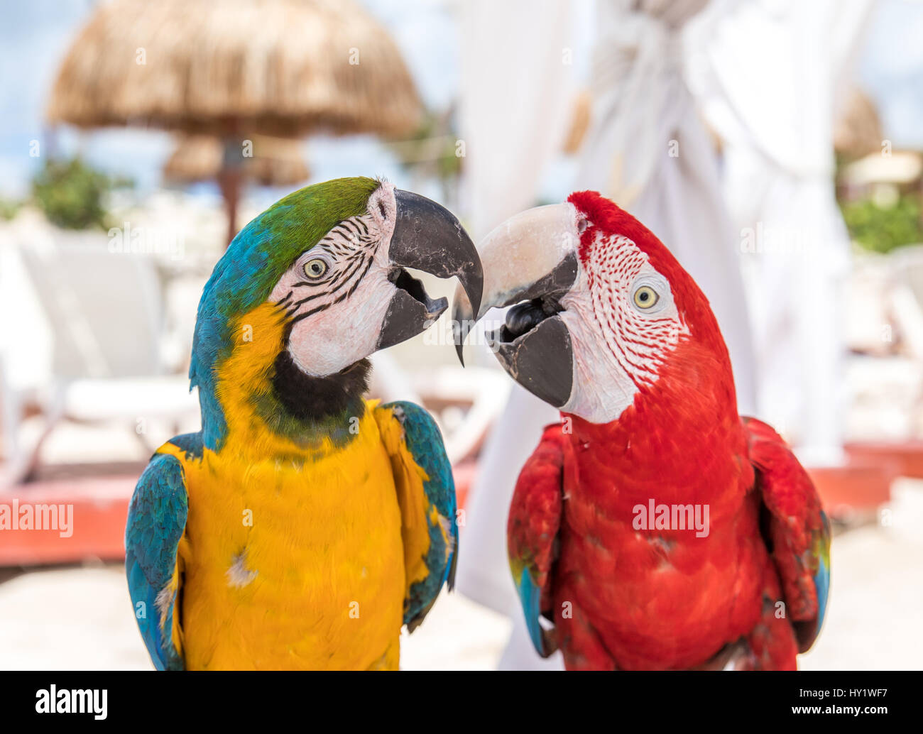 Close-up of a macaw. Cancun, Mexico Stock Photo - Alamy
