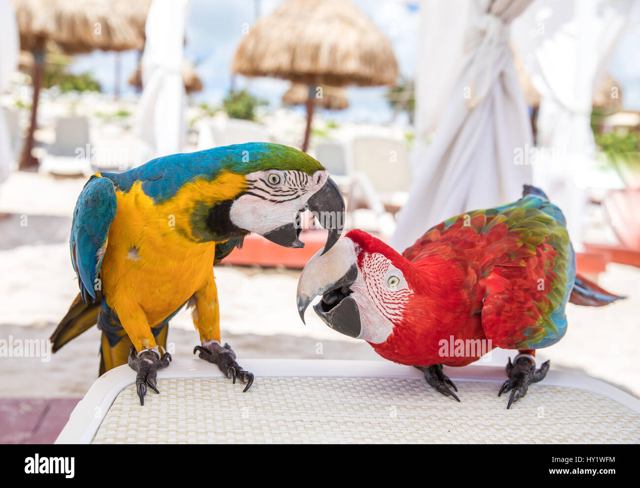 Close-up of a macaw. Cancun, Mexico Stock Photo - Alamy