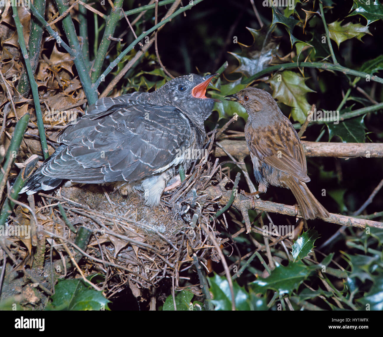 Dunnock (Prunella modularis) feeding young cuckoo in nest Stock Photo ...
