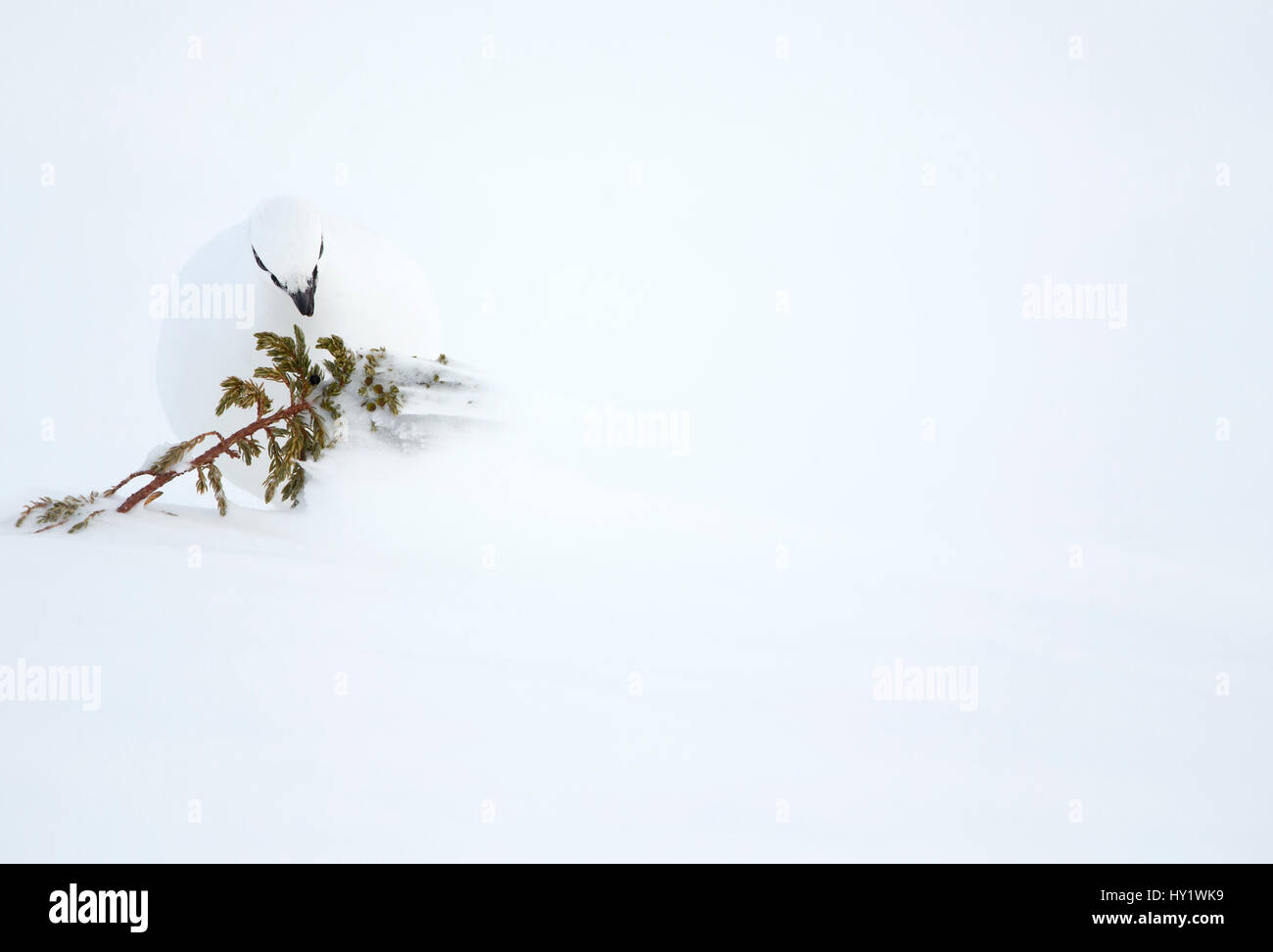 Lagopus muta ptarmigan hi-res stock photography and images - Alamy