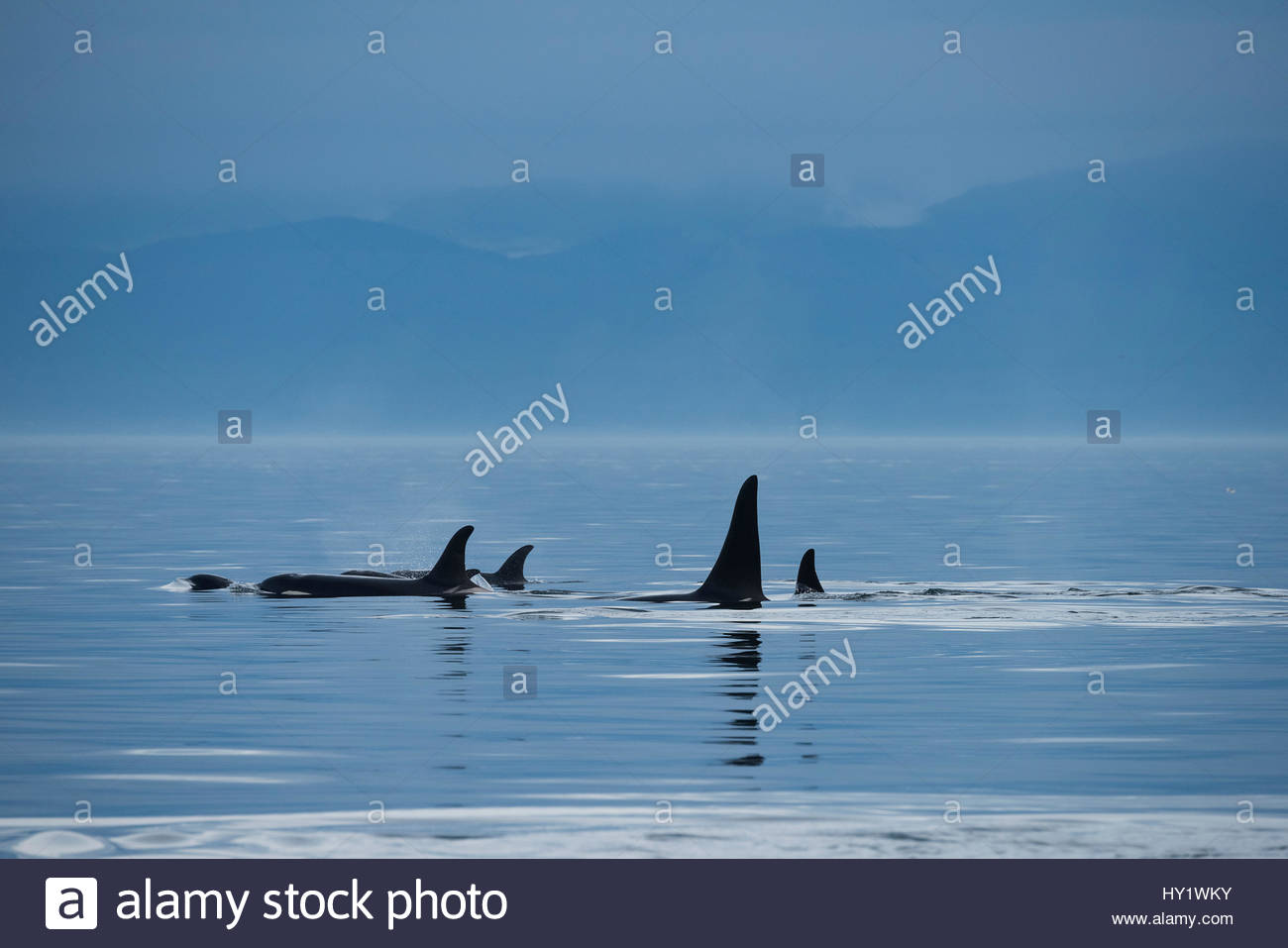 Orca Pod Stock Photos & Orca Pod Stock Images - Alamy