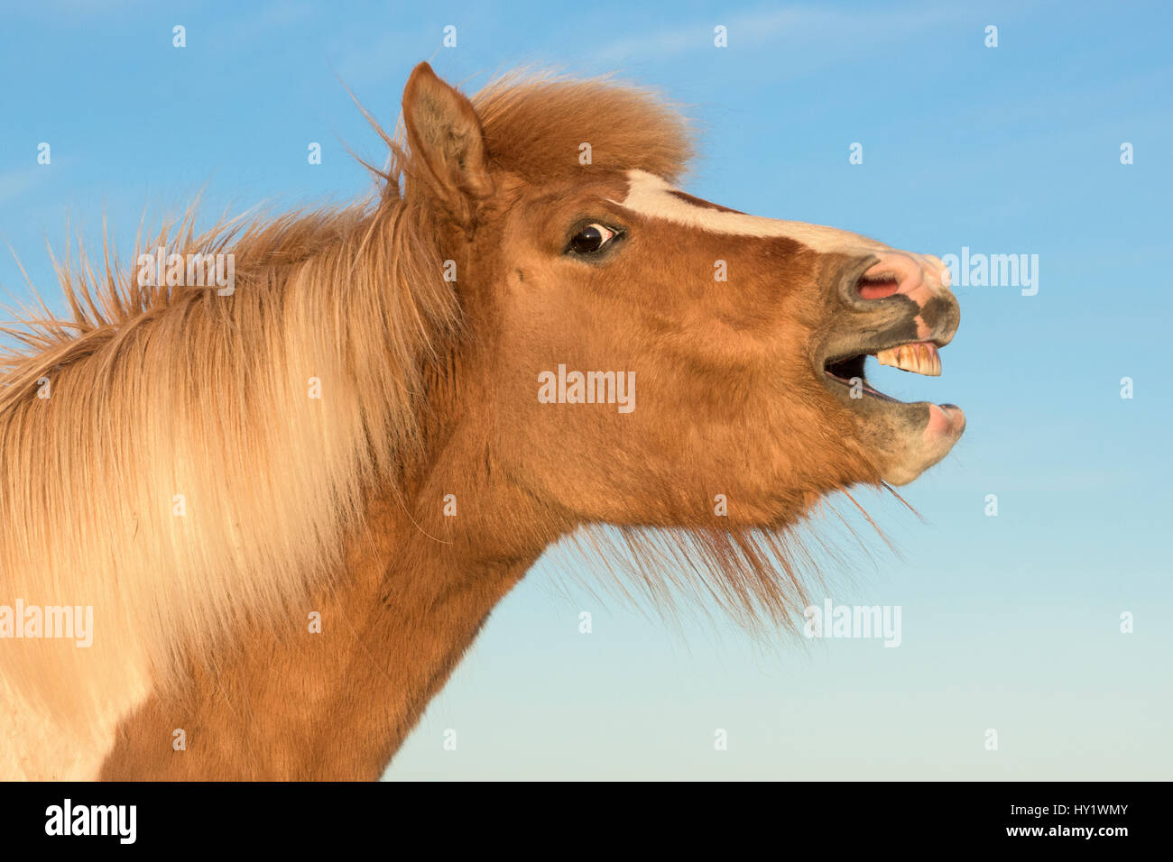 Fight or flight response animal hi-res stock photography and images - Alamy