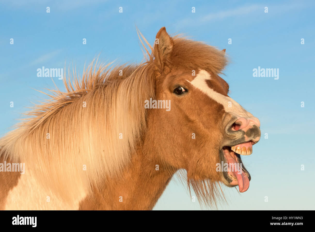 Icelandic horse showing flehmen response, Iceland. July Stock Photo - Alamy
