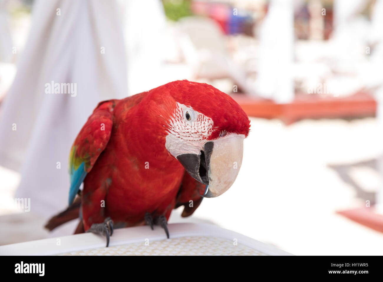 Close-up of a scarlet macaw (Ara macao). Cancun, Mexico Stock Photo - Alamy