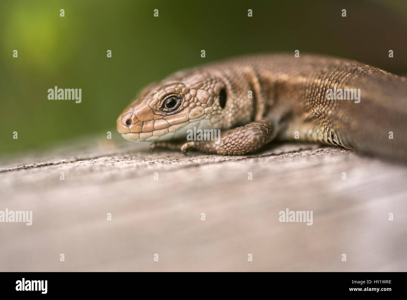 Viviparous or Common Lizard (Lacerta vivipara) basking on wood, Meeth ...