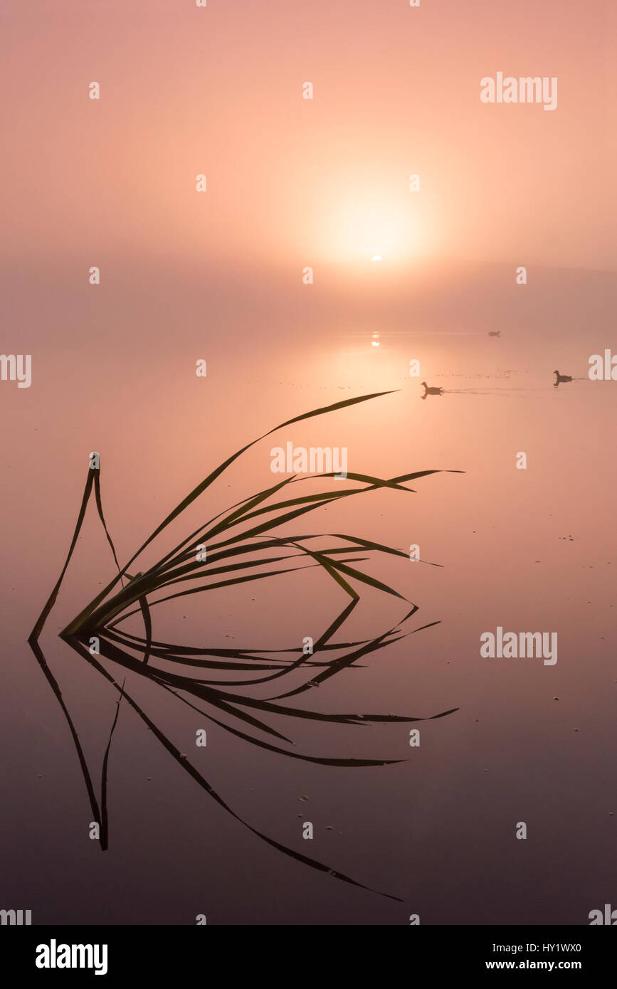 Lower tamar lakes hi-res stock photography and images - Alamy