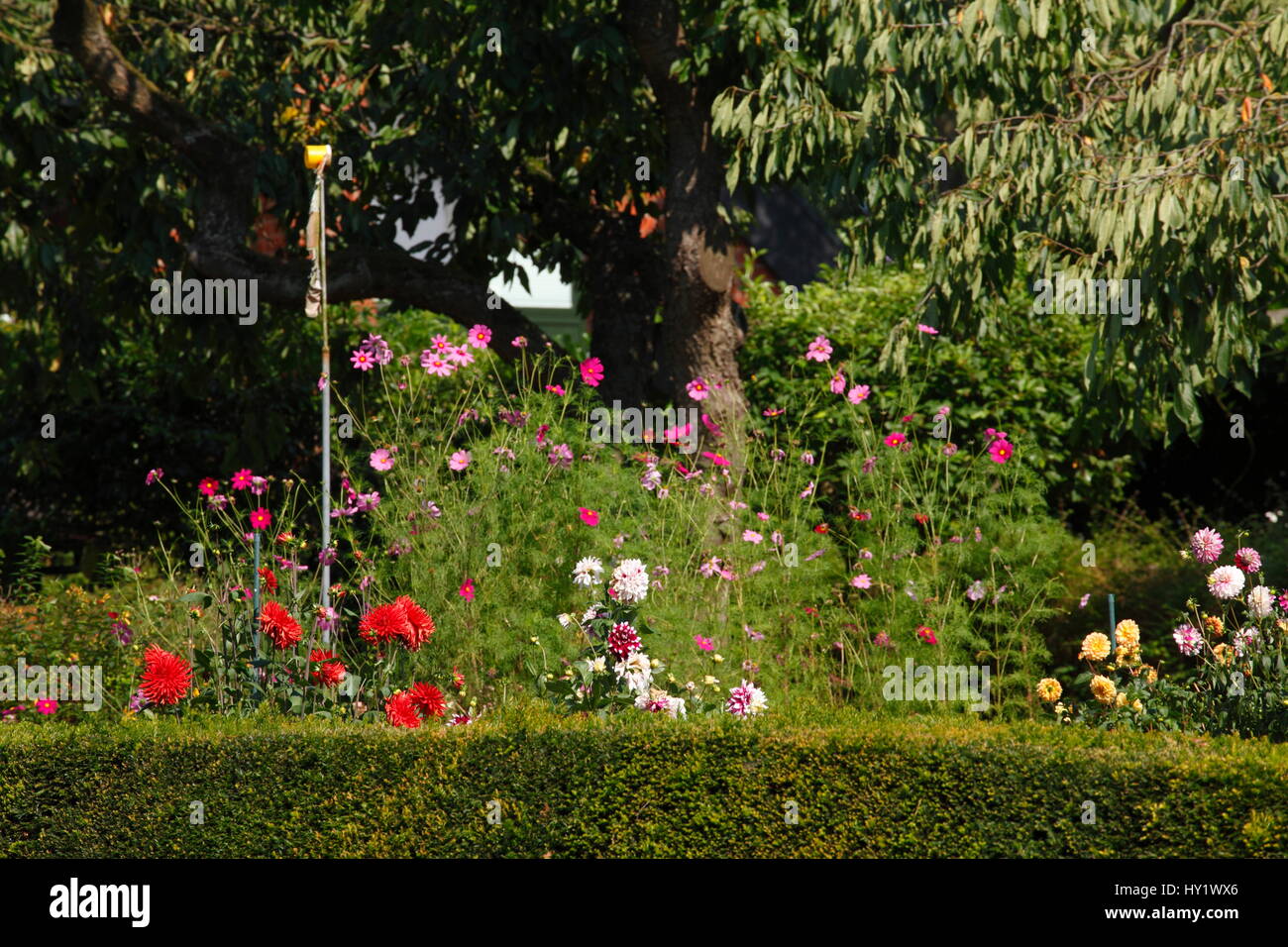 Garden with flowers and plants and trees Stock Photo - Alamy