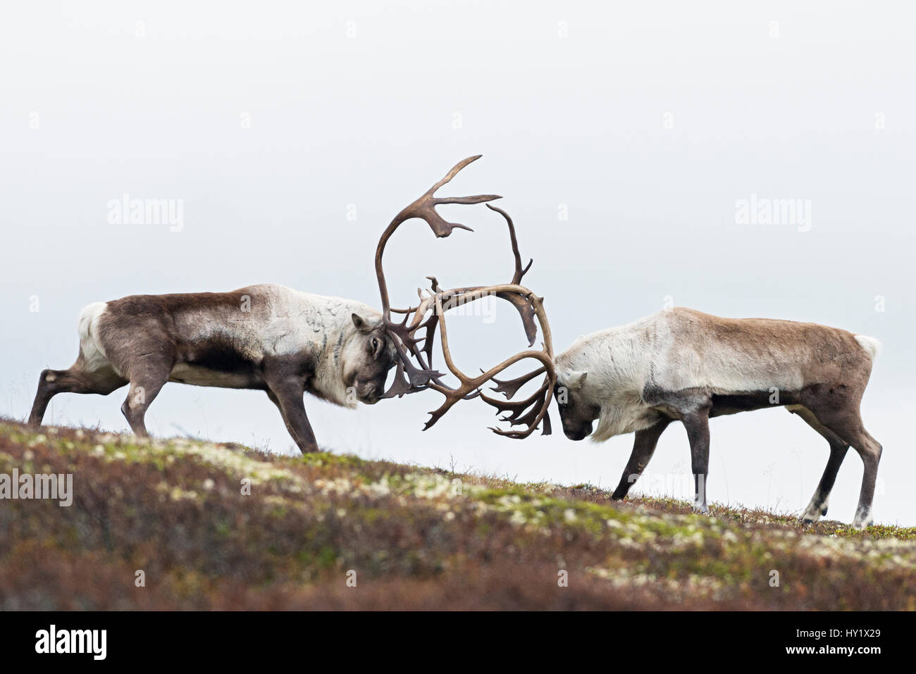Wild reindeer (Rangifer tarandus). Fighting males in autumn ...