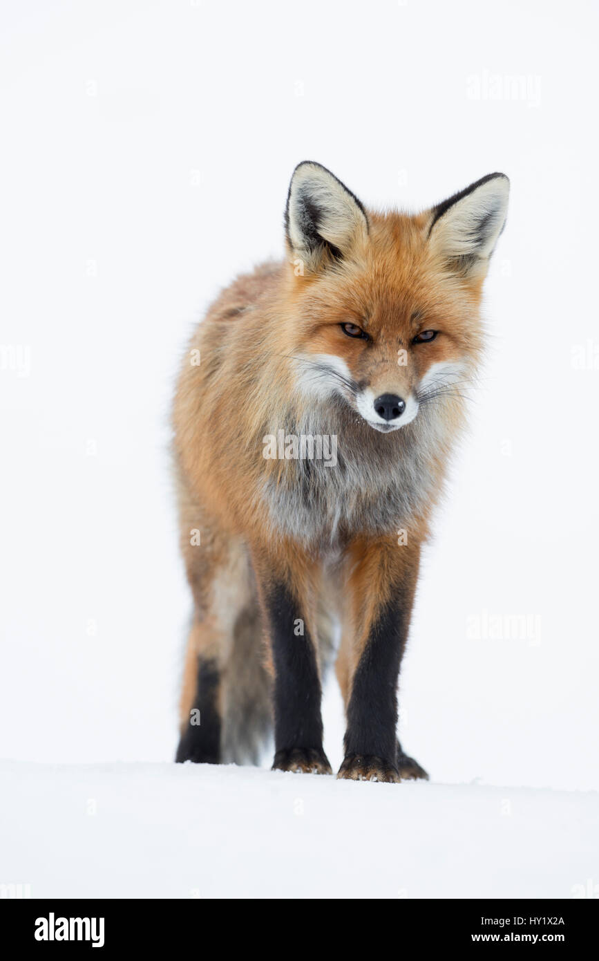 Vauldalen hi-res stock photography and images - Alamy