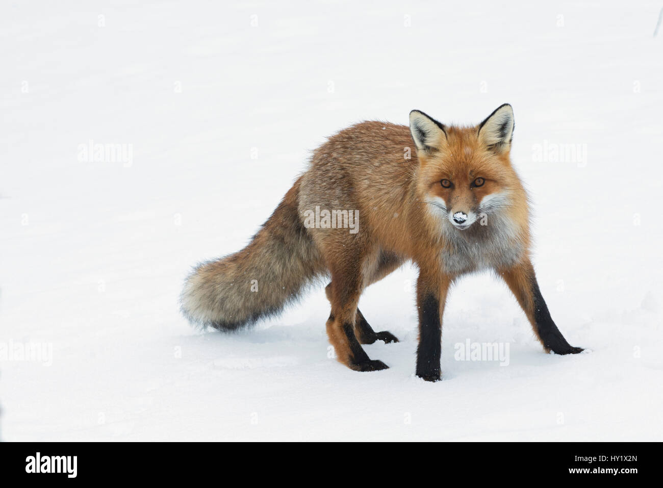 Red fox (Vulpes vulpes) in snow, Vauldalen, Norway Stock Photo - Alamy