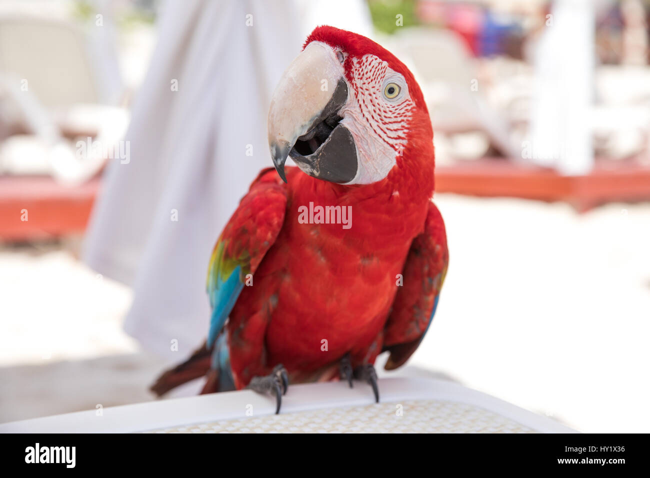 Close-up of a scarlet macaw (Ara macao). Cancun, Mexico Stock Photo - Alamy
