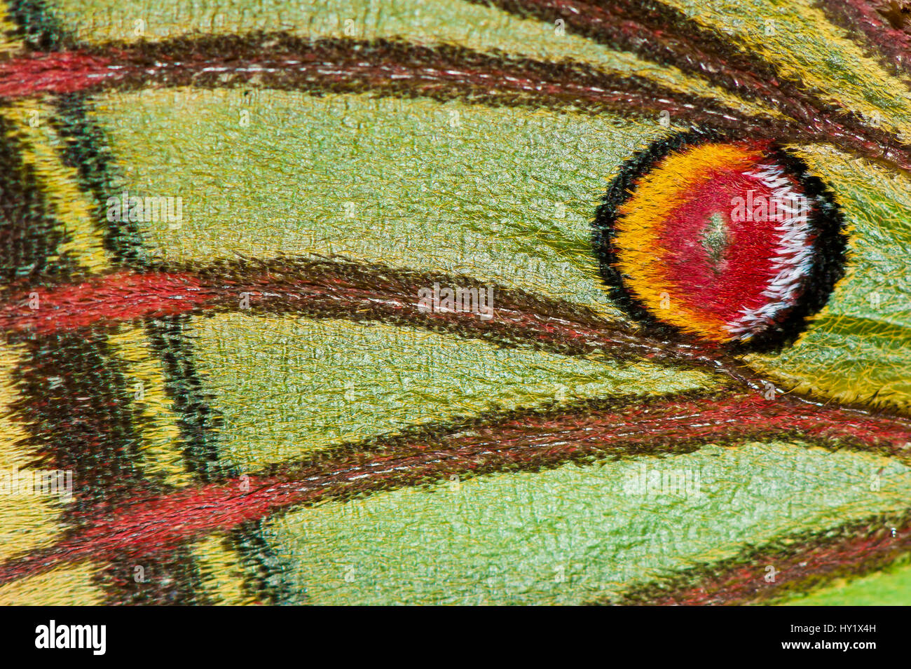 Butterfly wing detail hi-res stock photography and images - Alamy