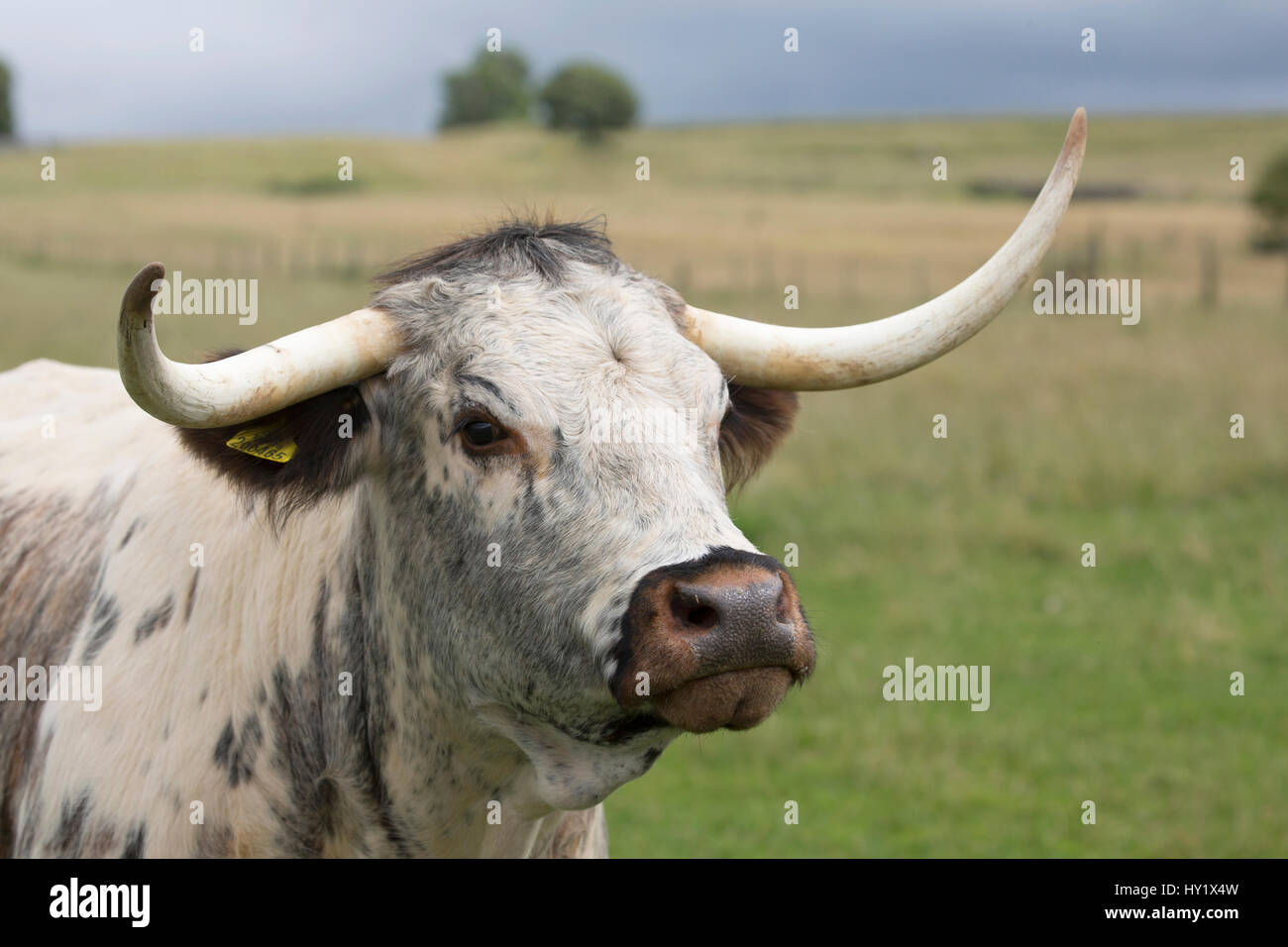 English longhorn hi-res stock photography and images - Alamy