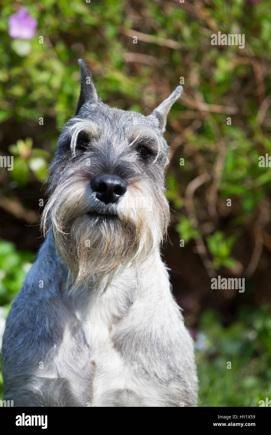 Standard schnauzer in spring vegetation. Branford, Connecticut, USA ...
