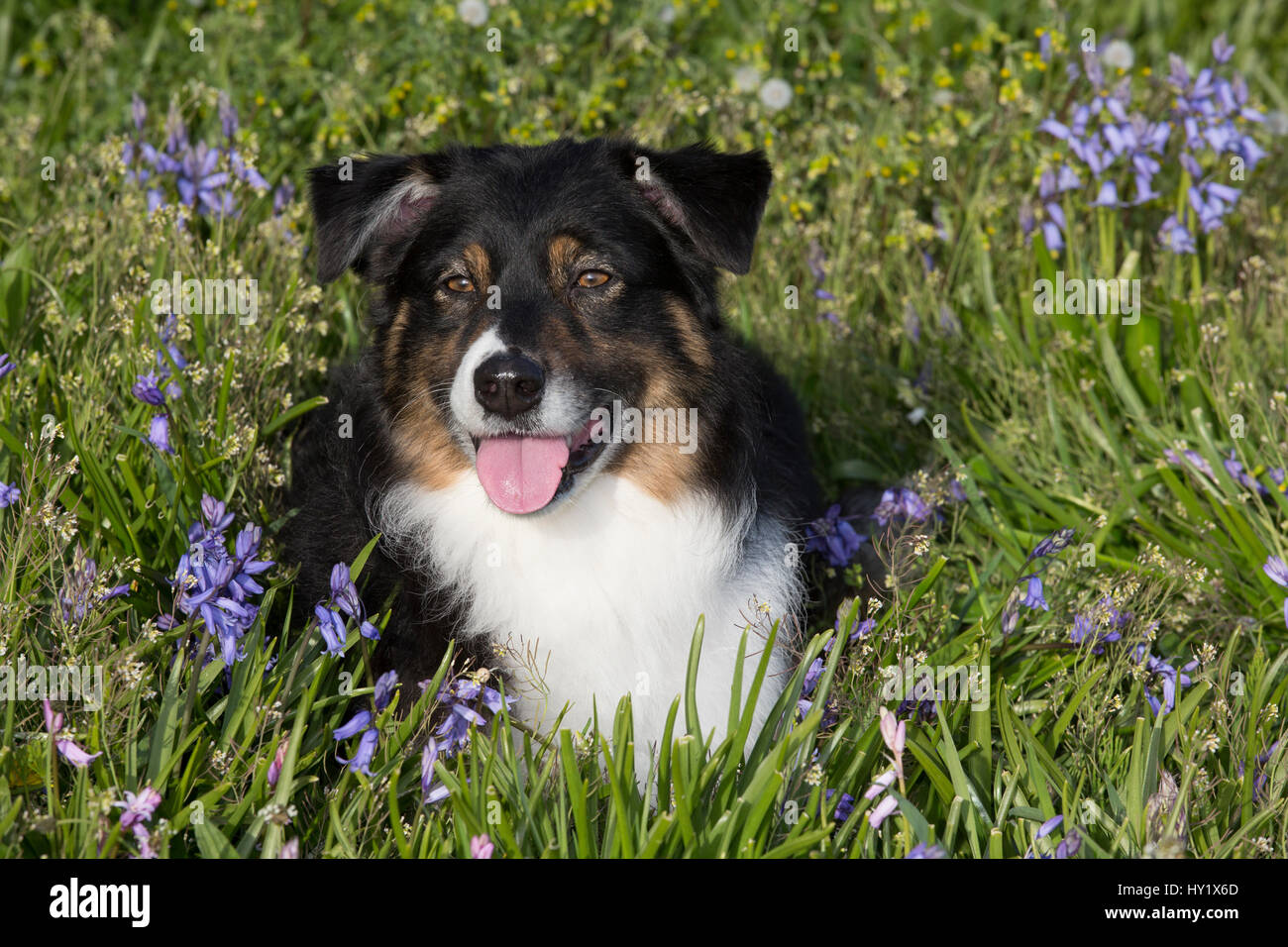 Australian spring flowers hi-res stock photography and images - Alamy