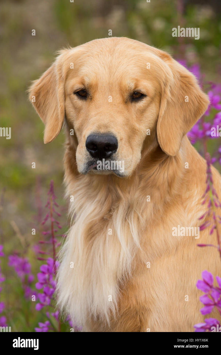 Female Golden Retriever