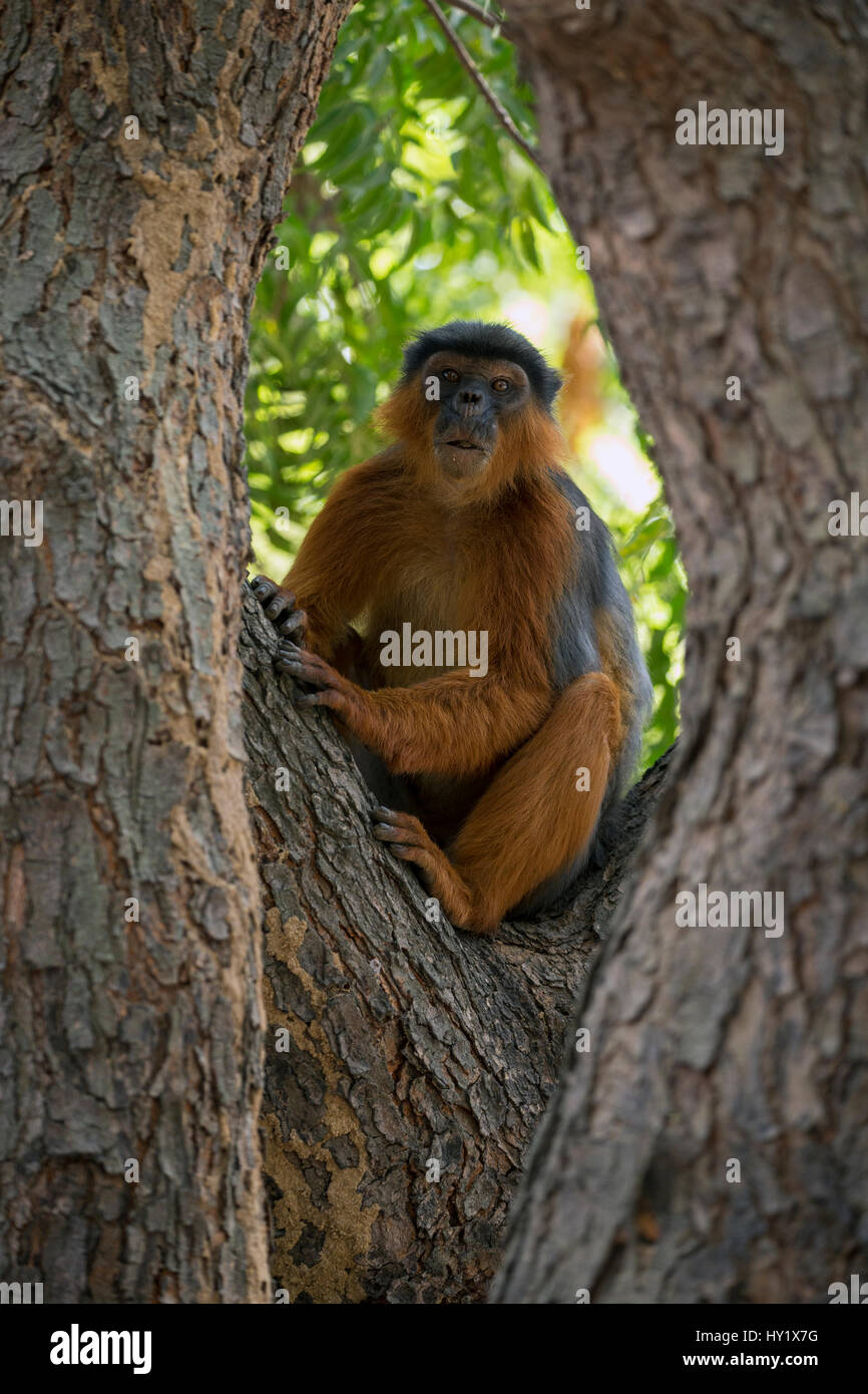 Western red colobus (Procolobus badius) in a tree. Gambia, Africa. May ...