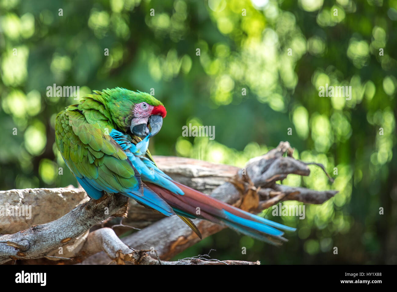 Close-up of a military macaw (Ara militaris) grooming. Cancun, Mexico ...
