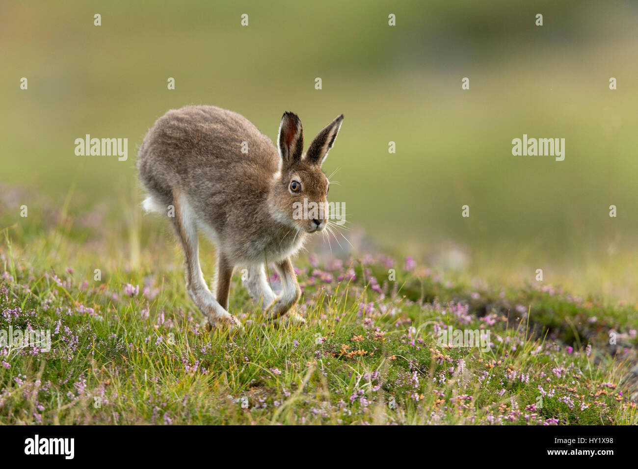 Mountain Hare (Lepus timidus) adult in summer pelage running across ...