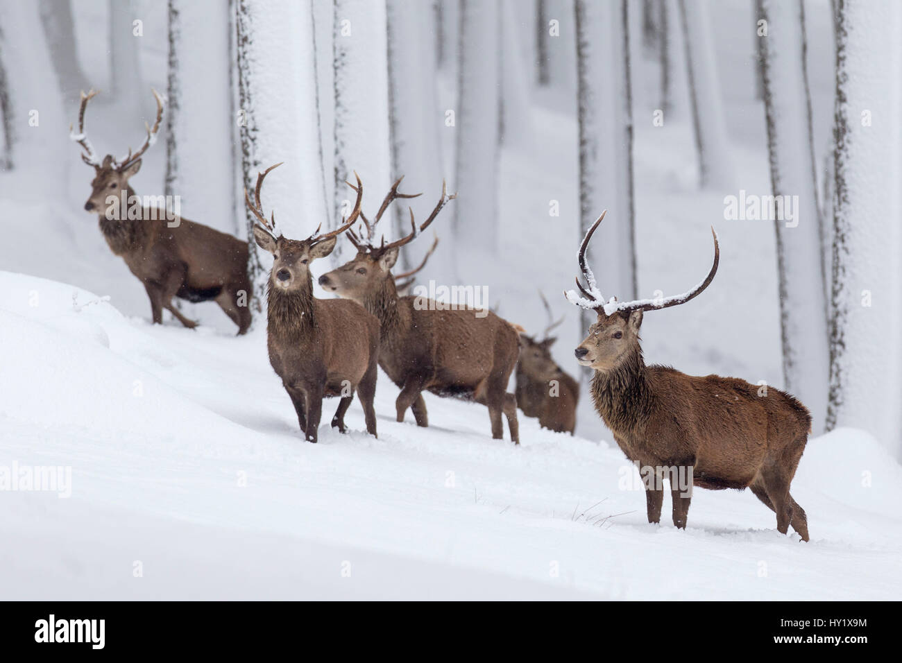 Group of stags hi-res stock photography and images - Alamy