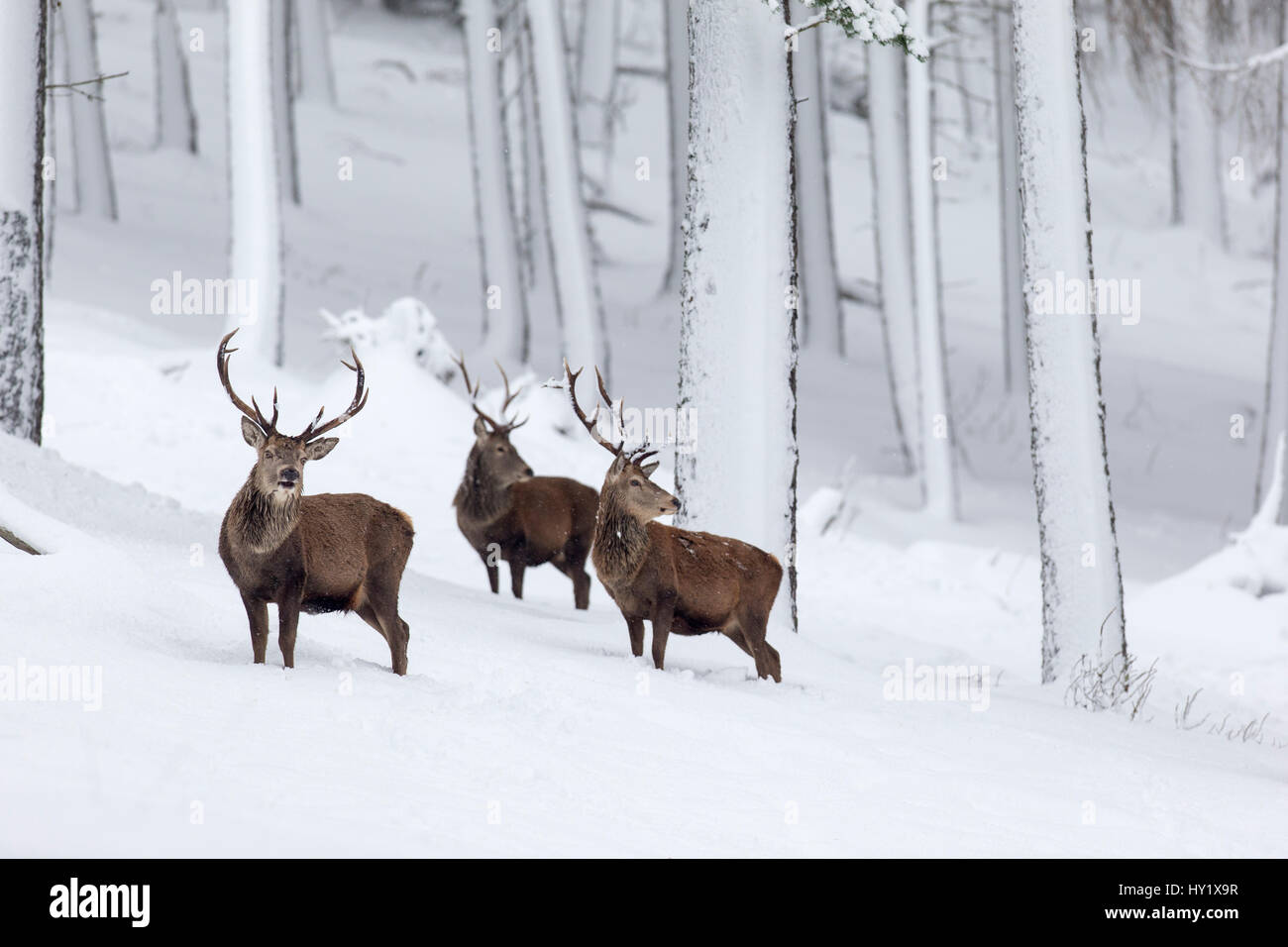 Three stags hi-res stock photography and images - Alamy