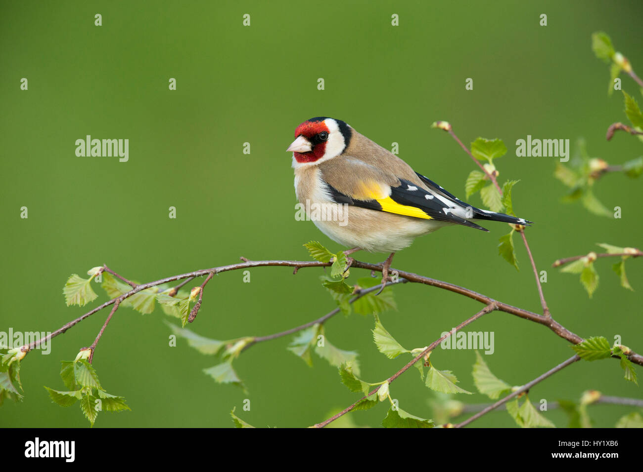 Silver finches hi-res stock photography and images - Alamy