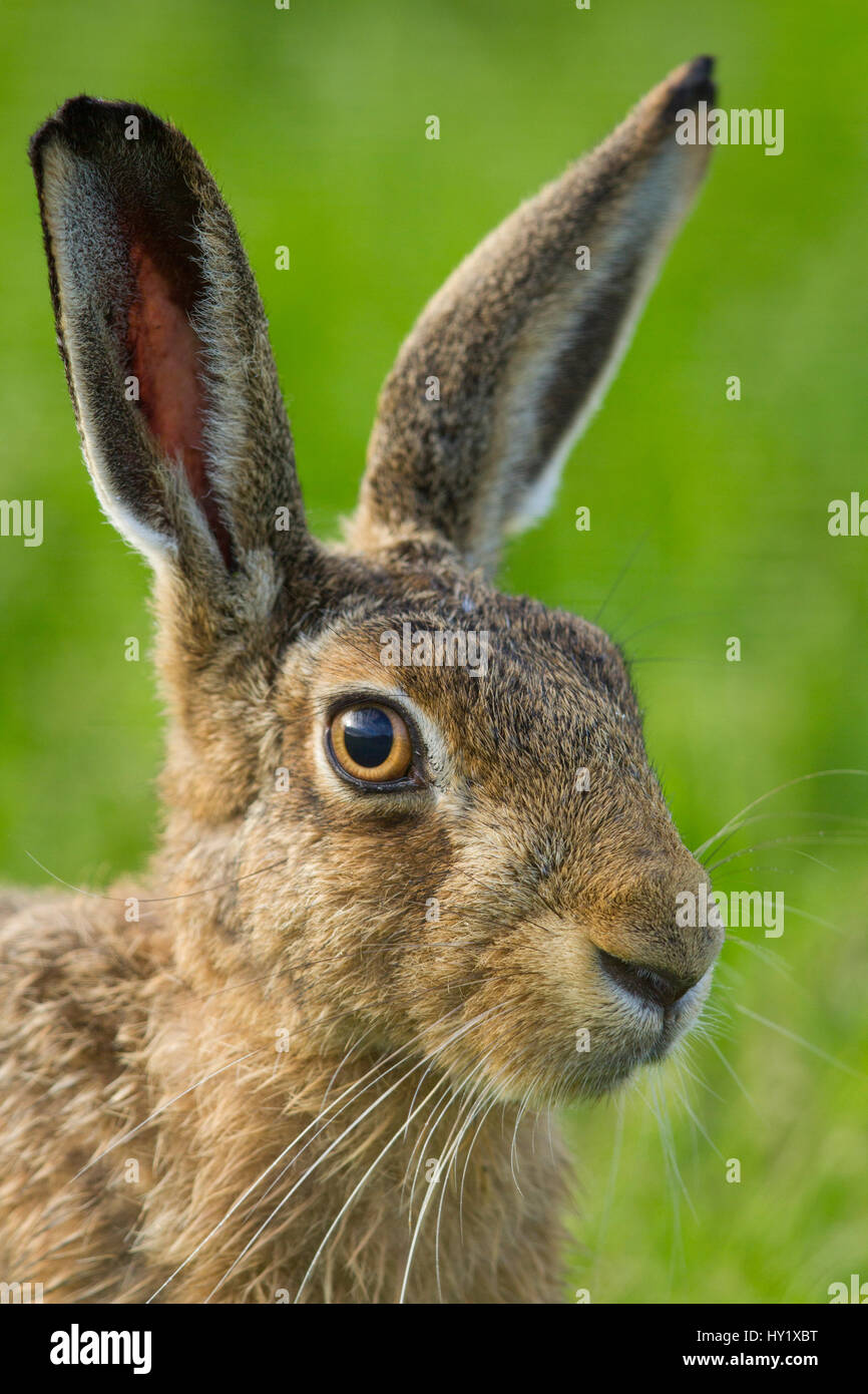 Close up brown hare lepus europaeus hi-res stock photography and images ...