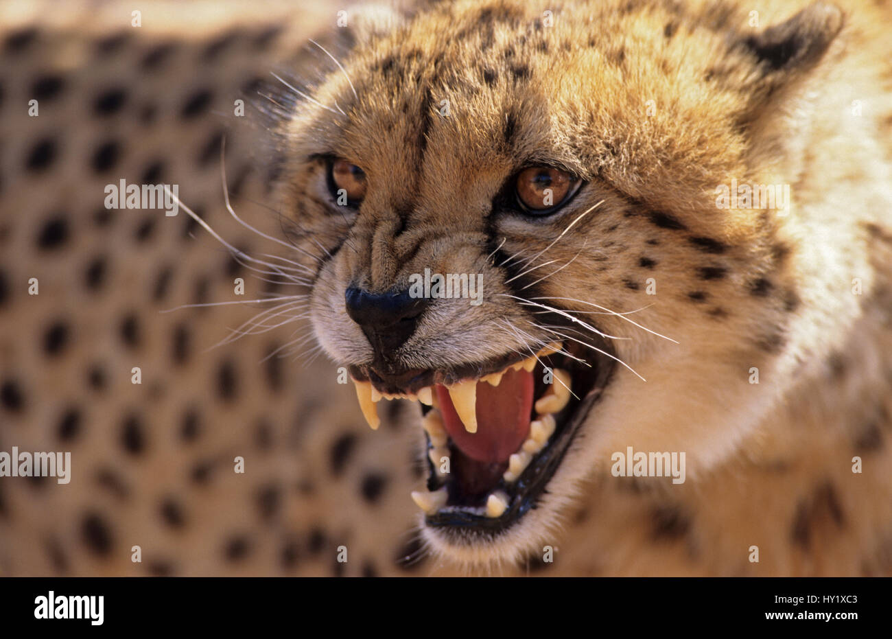 Angry Cheetah Face