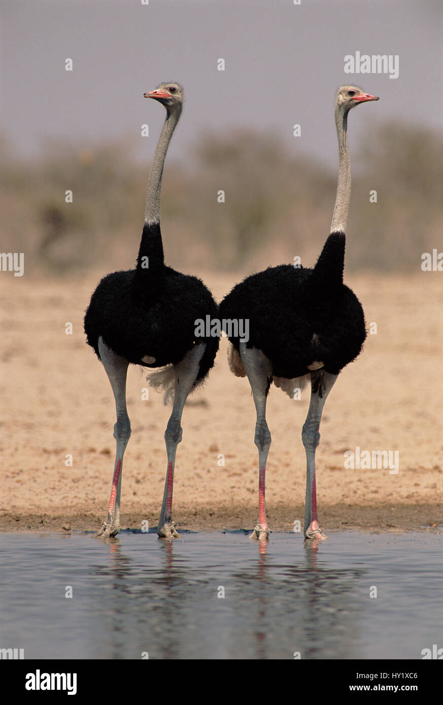 Two male Ostrich (Struthio camelus) at a waterhole, Ethosha National ...