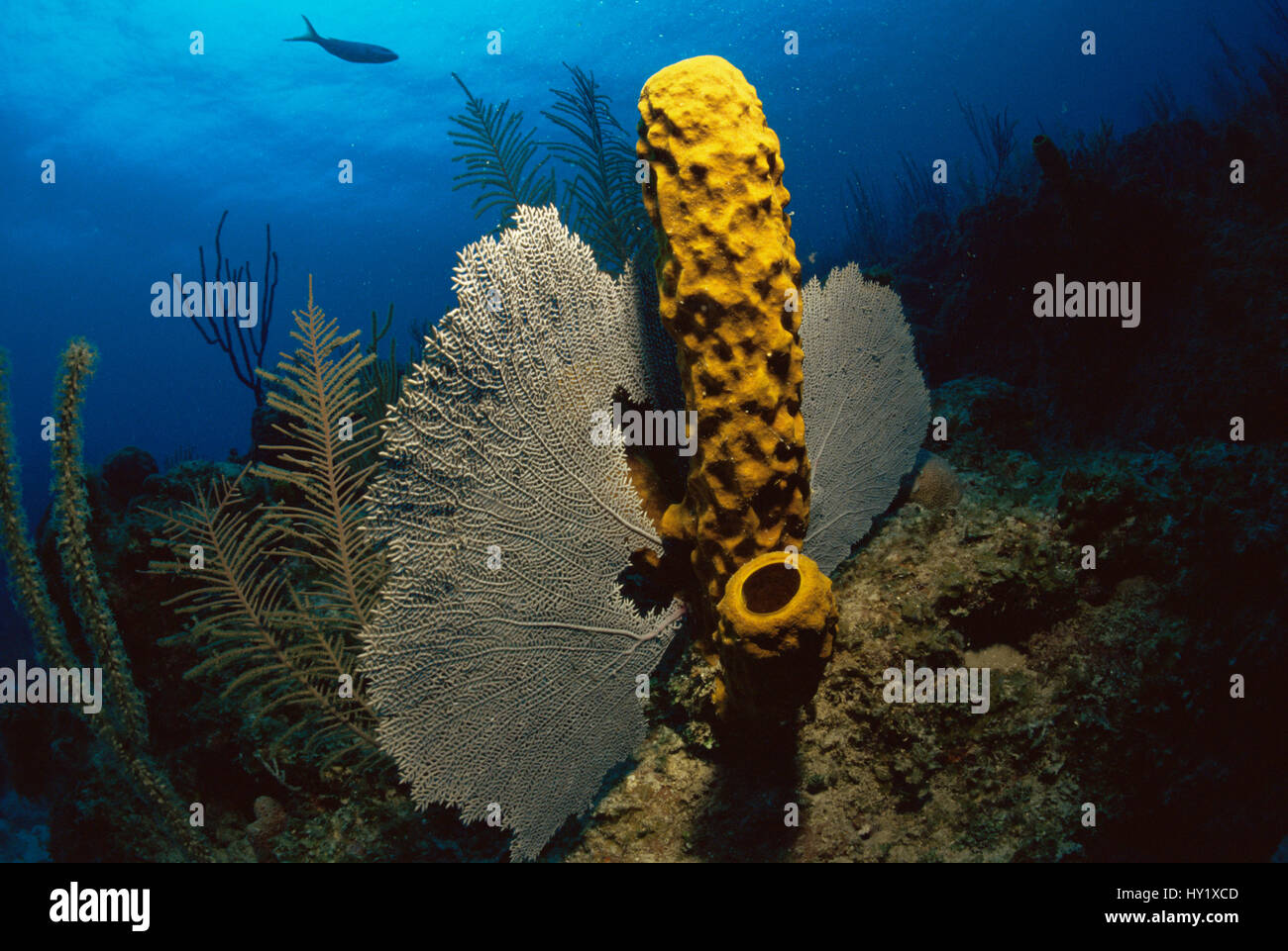 Aplysina agg hi-res stock photography and images - Alamy