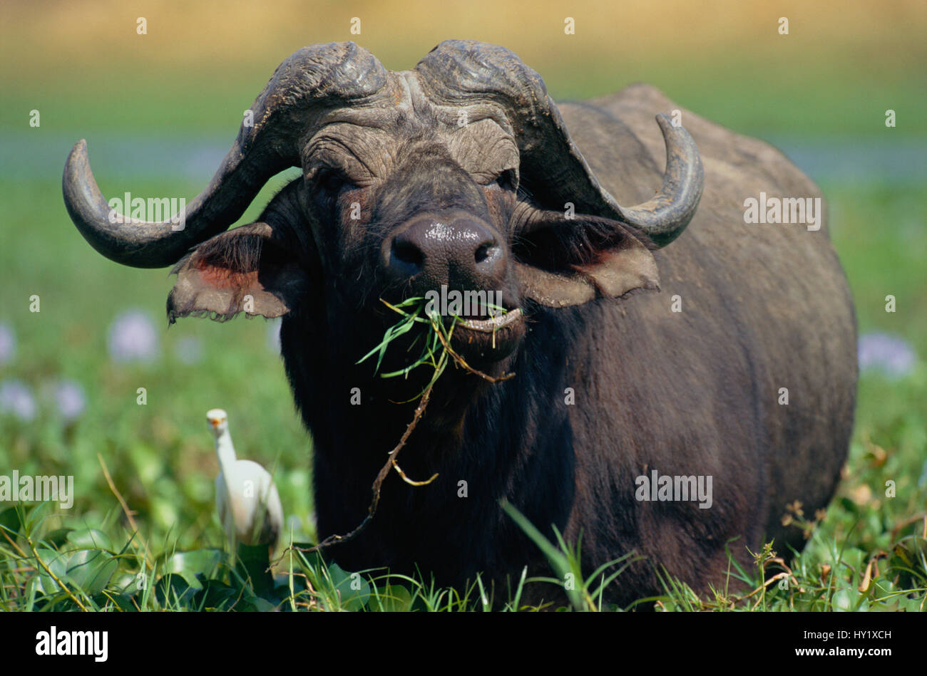 African buffalo feeding (Syncerus caffer), portrait. Mana Pools ...